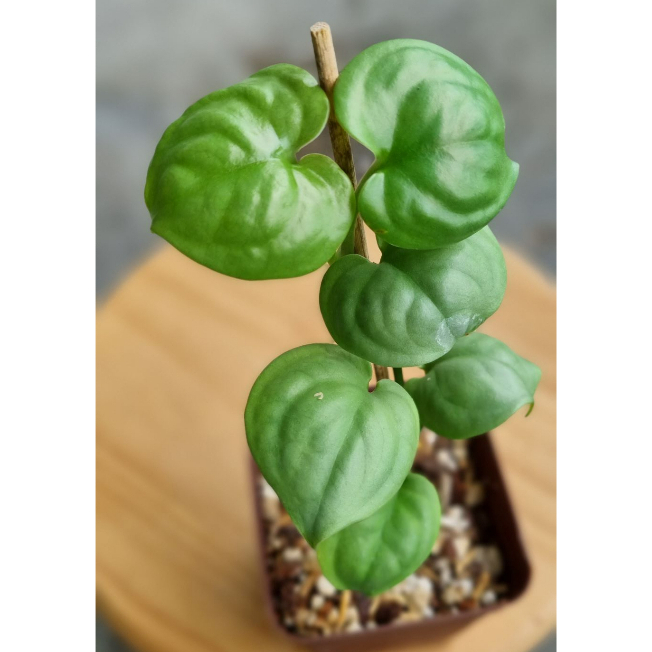 Scindapsus Lucens Plant | Shopee Malaysia
