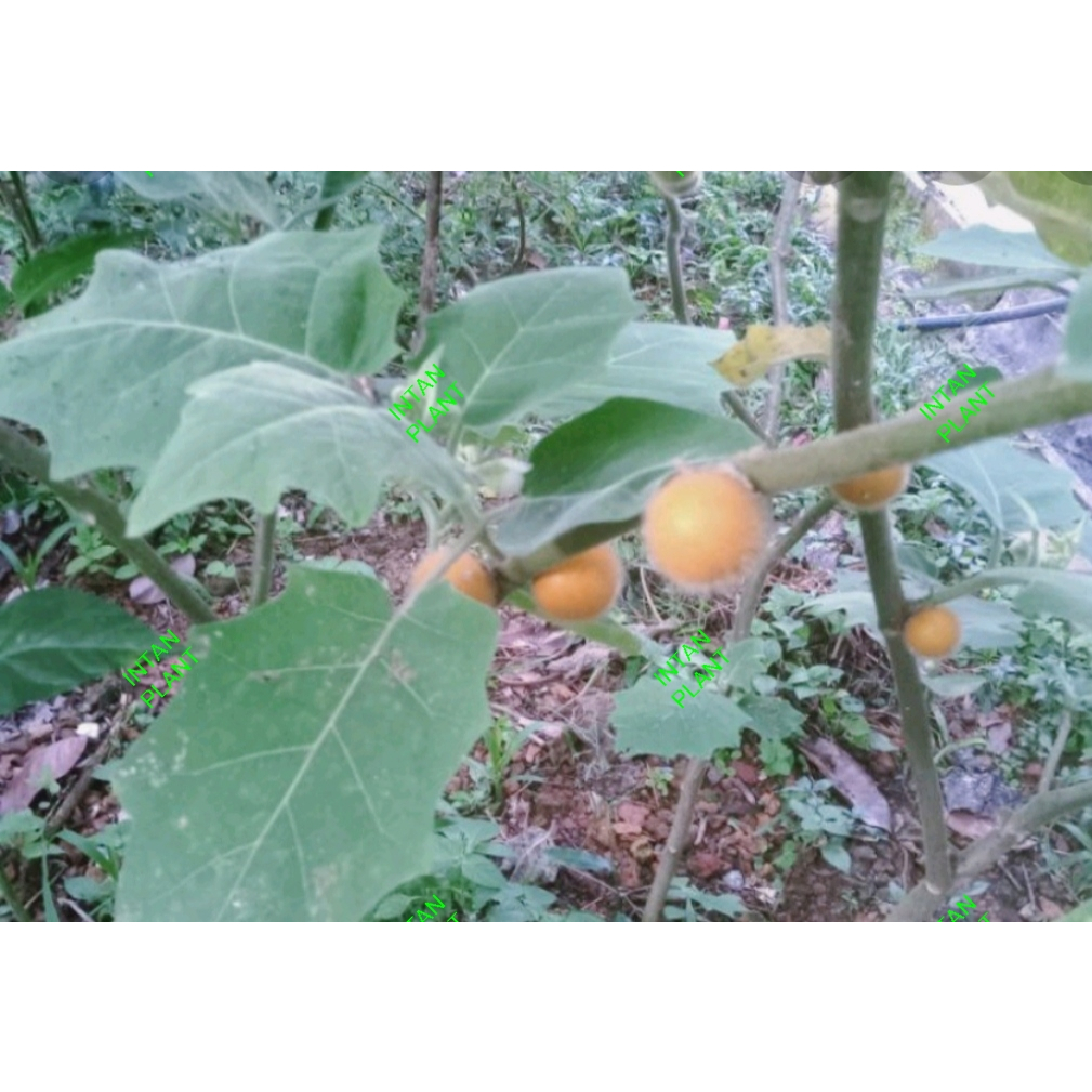 ANAK POKOK TERUNG ASAM / TERUNG BULU / DAYAK / SOUR BRINJAL / SOLANUM ...