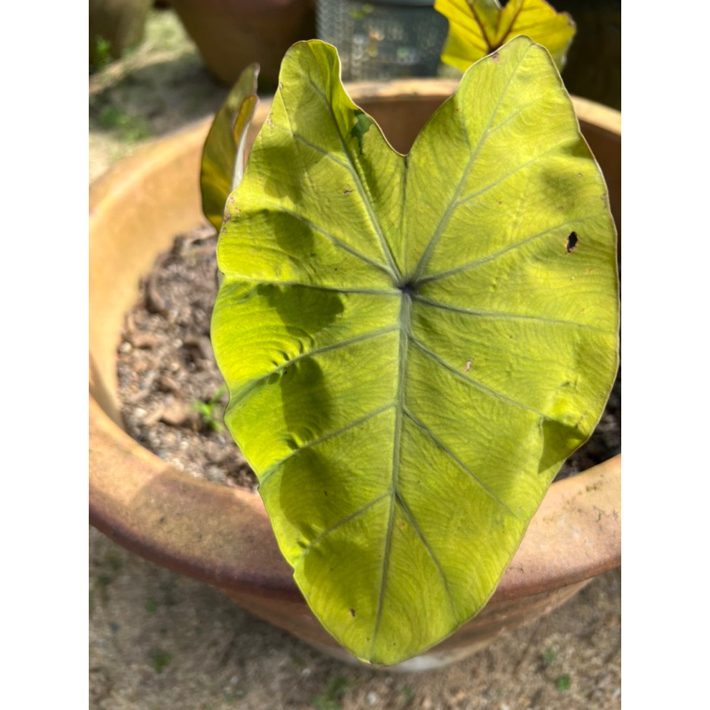 Colocasia Carnary (anak matang) | Shopee Malaysia