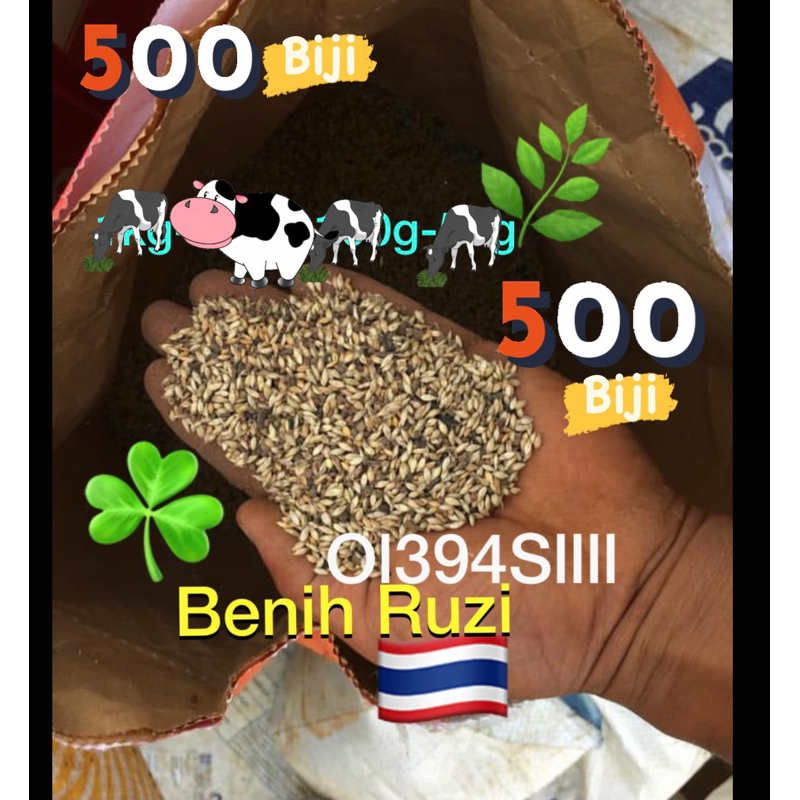500 biji Benih Rumput Ruzi Berprotein Tinggi Sumber Makanan Ternakan ...