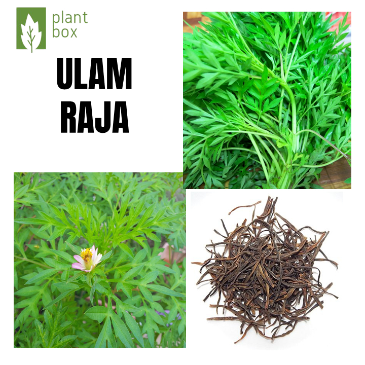 Benih Ulam Raja / Pokok Kenikir / Cosmos Caudatus | Shopee Malaysia