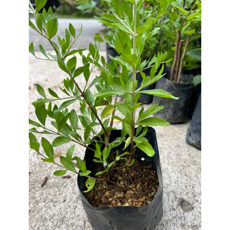 Inai Merah / Pokok Inai / Daun Inai @ Henna | Shopee Malaysia