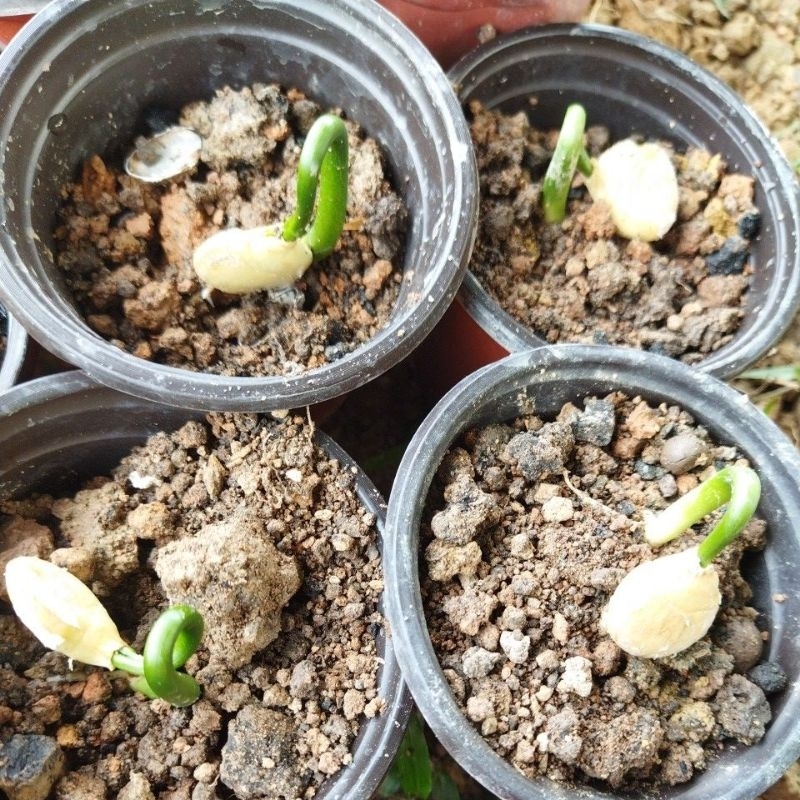BIJI BENIH / ANAK POKOK Sacha Inchi sacha inci peanut, Inca nut, kacang ...
