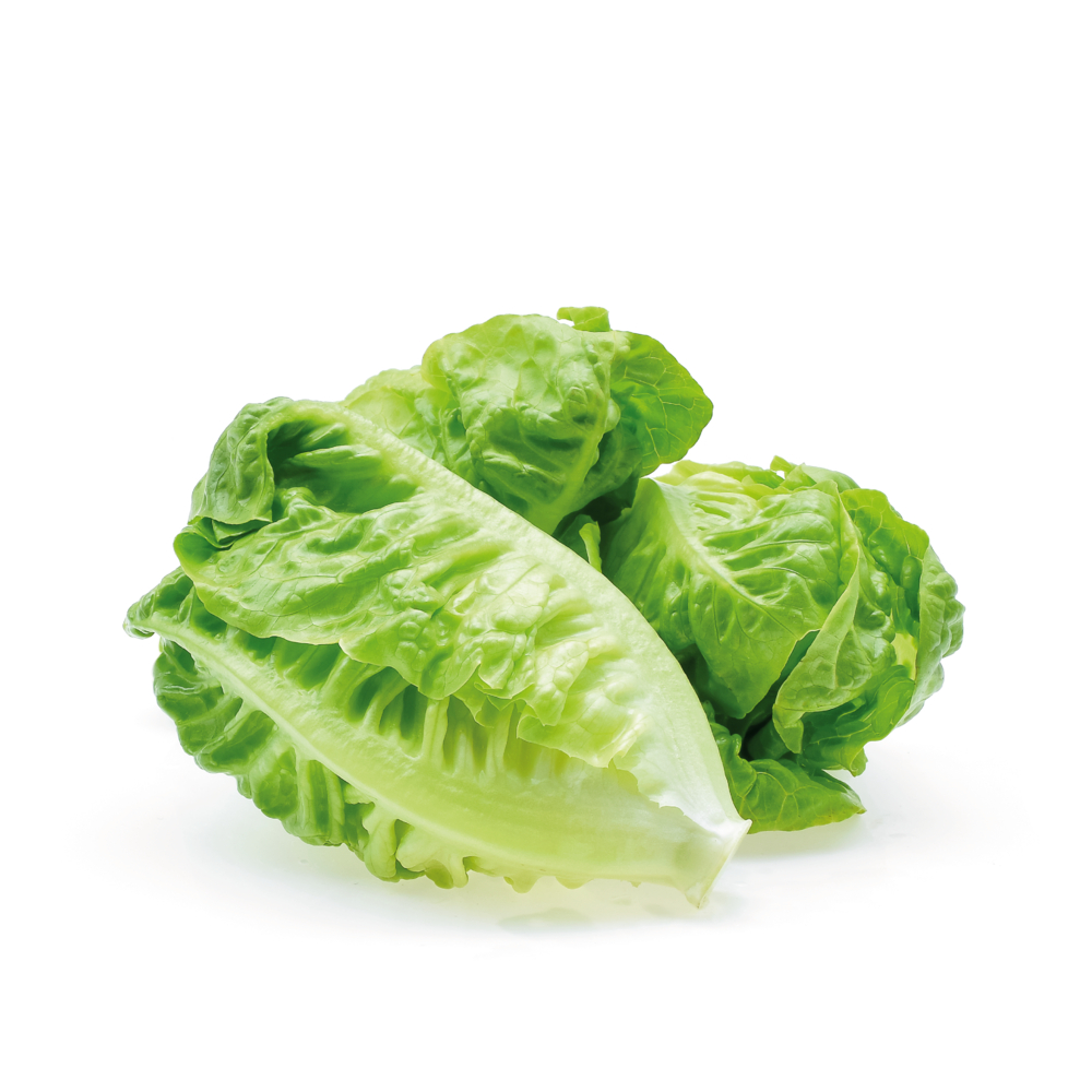 Organic Fresh Mini Cos Lettuce (250g +/-)有机新鲜油墨旦生菜 (250g +/-) | Shopee ...