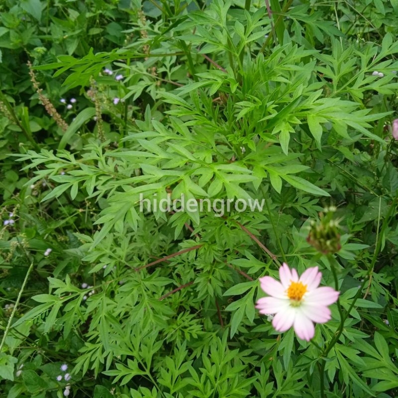 Ulam Raja, Benih Ulam Raja / Cosmos caudatus seeds | Shopee Malaysia