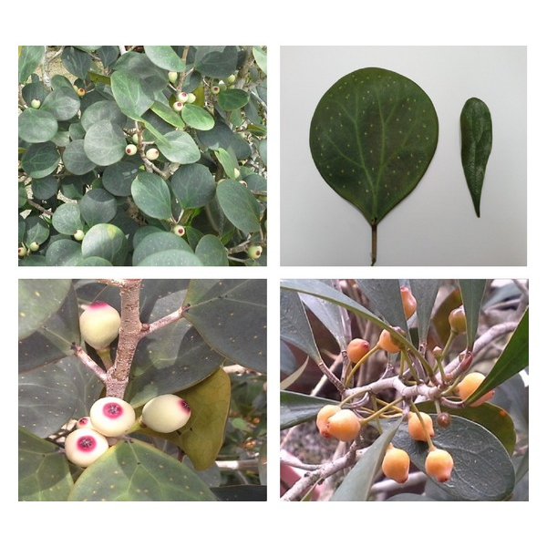 Mas Cotek Herba / serbuk (ficus deltoidea) Jack misleteo fig dried ...