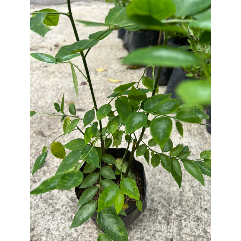 Pucuk Manis dalam polybag / Pucuk Ulam makanan | Shopee Malaysia