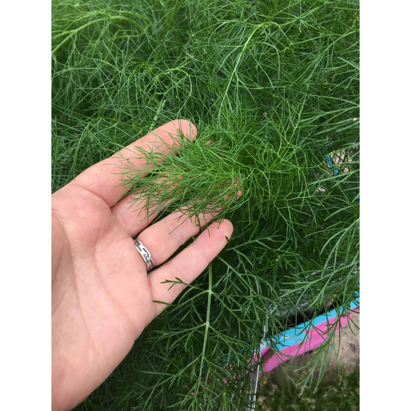 Dill herba dalam polybag / Pokok lumut | Shopee Malaysia