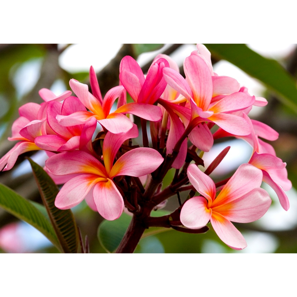 Frangipani cutting Plumeria cutting 鸡蛋花 Bunga Kemboja | Shopee Malaysia