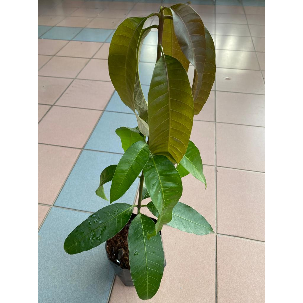 Pokok Mango Honey Sweet (Organic) / Live Plant | Shopee Malaysia