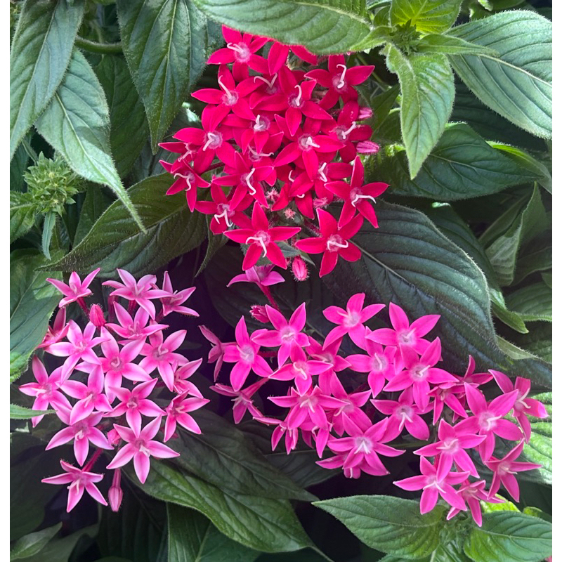 MC - PENTAS / LUCKY STAR 繁星花 | Live Plant | Shopee Malaysia