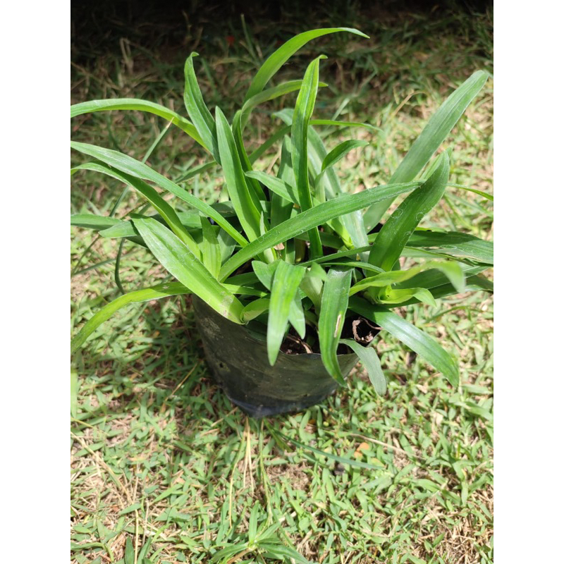 Rumput Cina / Rumput Siti Khadijah / Rumput Beijing viral paling murah ...