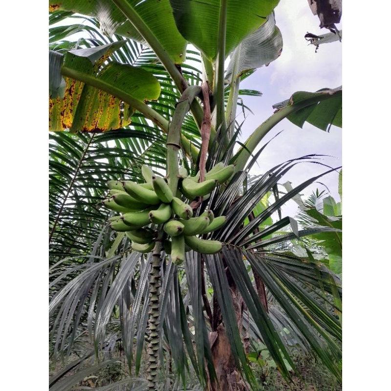 ank pokok pisang toman,relong ,raga,buluh,apam rm5 1pokok | Shopee Malaysia