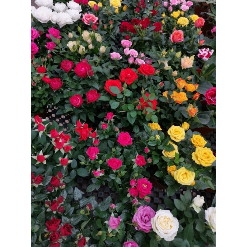 BUNGA ROSE, CAMERON ROSE 玫瑰 (Real Plant One Pot) (Live Plant) | Shopee ...