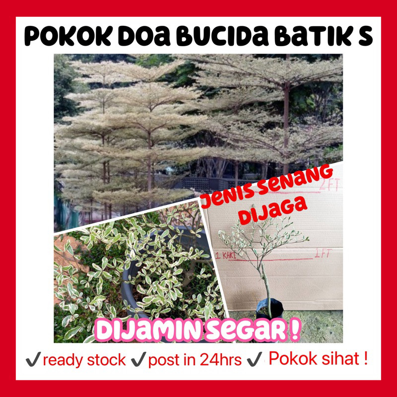 rina • anak pokok Doa bucida batik S • variegated tree landscape live ...