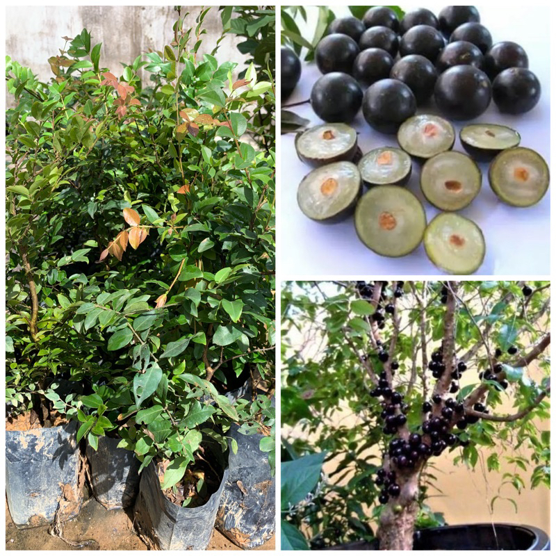 Anak pokok Anggur brazil pokok besar | Shopee Malaysia