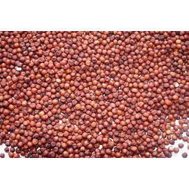 Finger millet seed ragi (Eleusine coracana) Nachni kodo African Millet ...