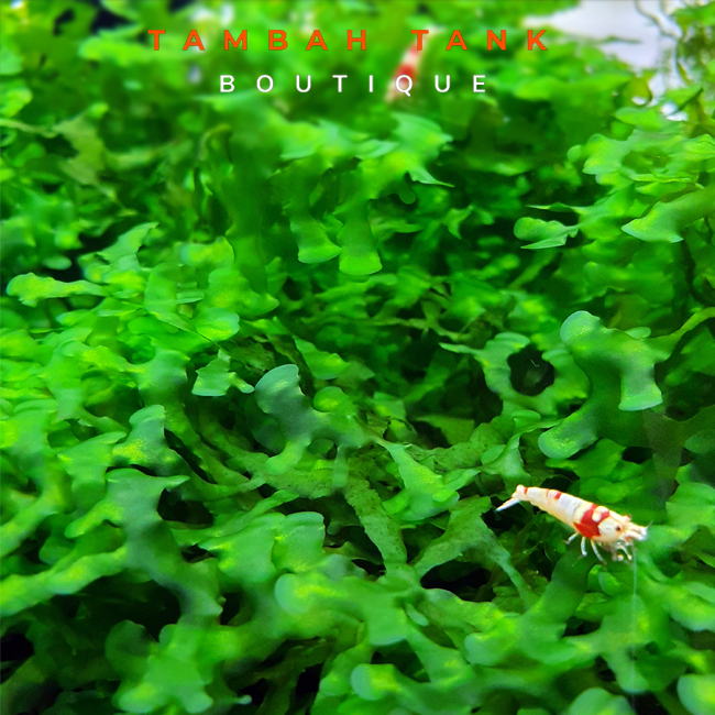 Pelia Moss (Submerged) | Shopee Malaysia