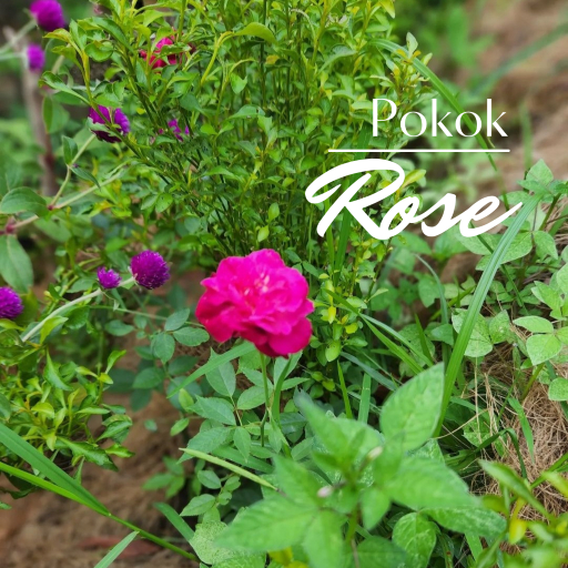 Pokok bunga ros lebat berbunga murah (anak pokok) | Shopee Malaysia