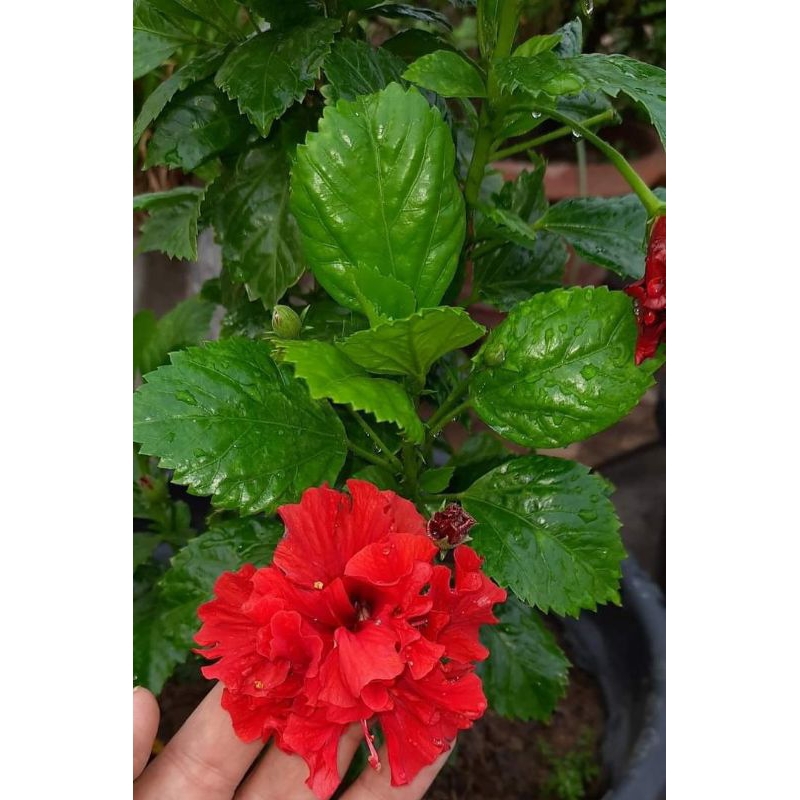 3 Keratan Batang pokok Bunga Raya Dark Maroon Berlapis-Lapis ...