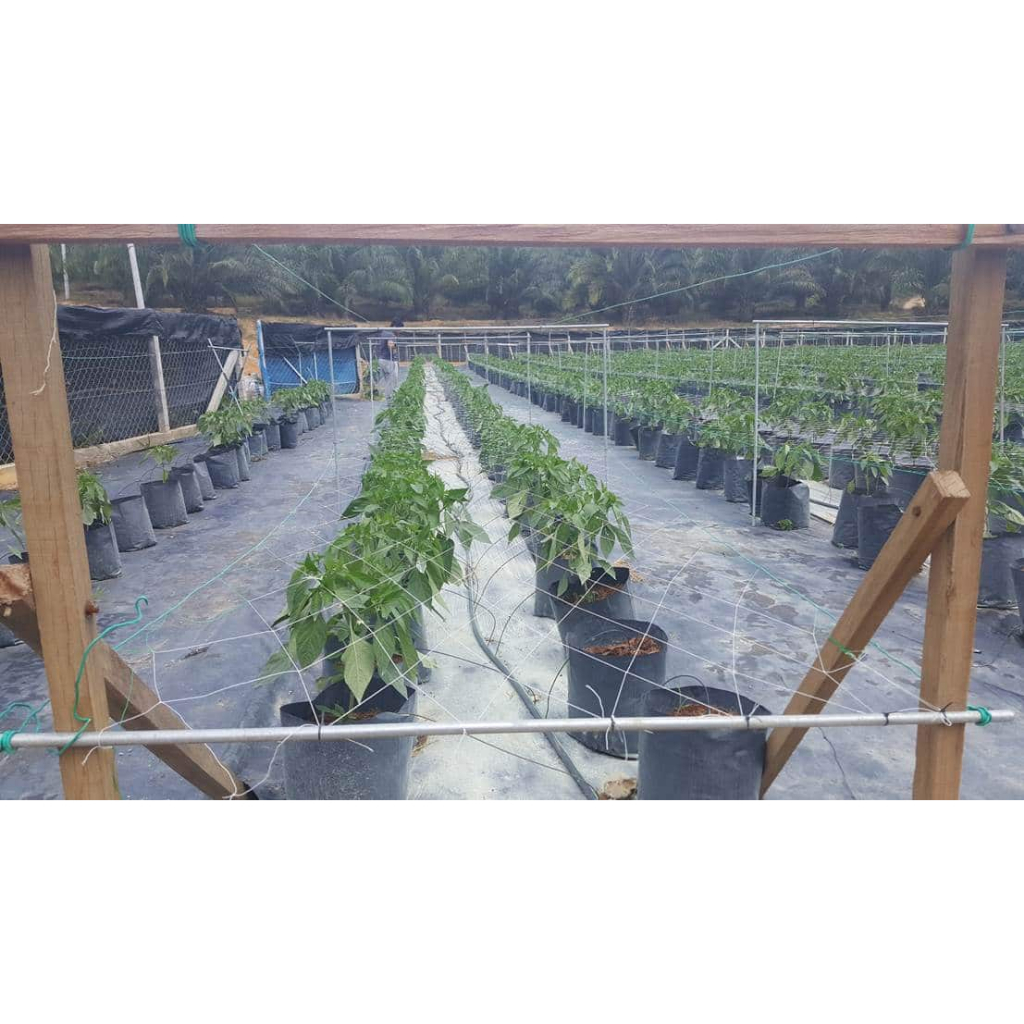 EC 2m x 60m (18Mesh) Agriculture Thailand Cucumber Net / Plant Support ...