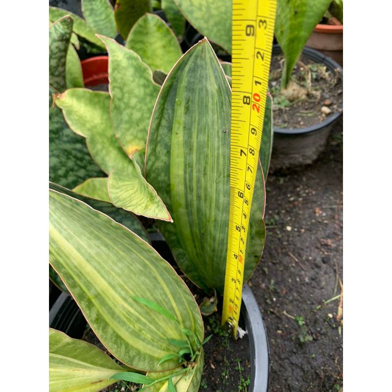 Pokok Lidah Jin tanpa pasu bunga - 2 warna ( hijau dan kuning ...