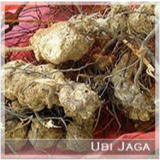 Rhizome Ubi Jaga akar/serbuk (Smilax myosotifolia) herba ali tanding ...