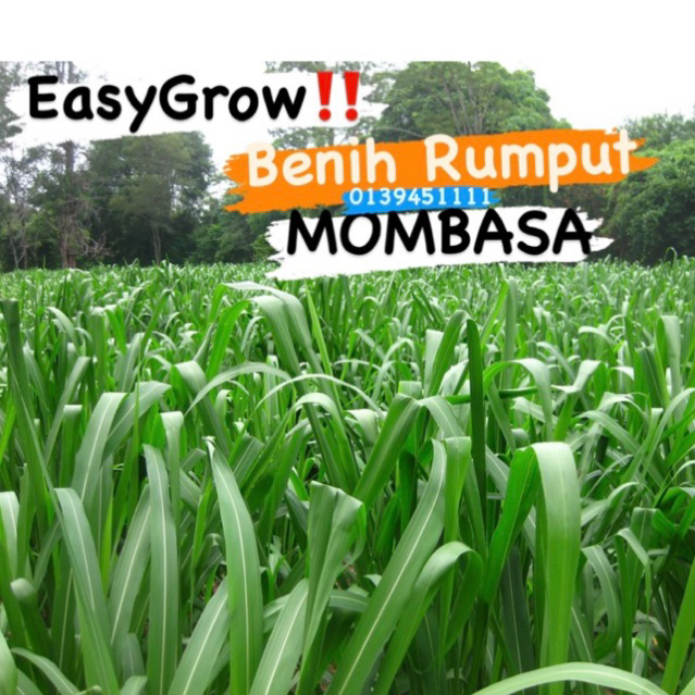 100gram Guinea Mombasa Grass Seeds (30,000 Biji) Keatas Benih Rumput ...