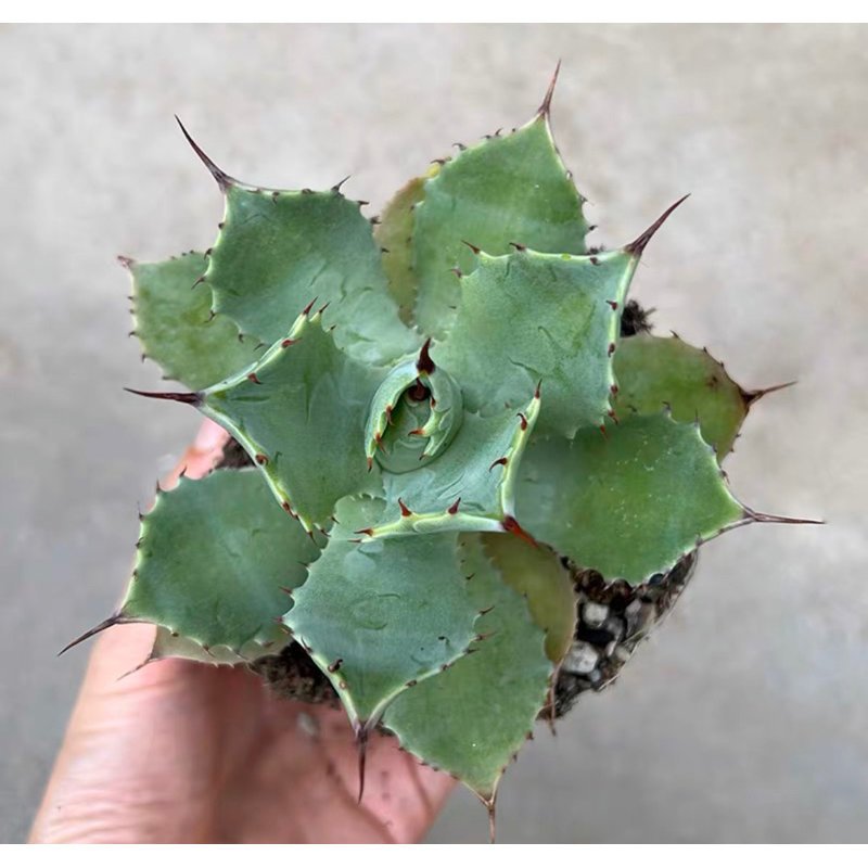 GEM Succulent Plant 龙舌兰植物科系列Agave | Shopee Malaysia