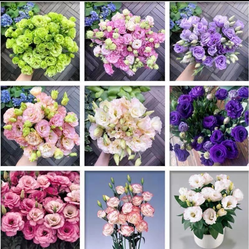 Biji Benih - Bunga Eustoma / Lisianthus | Flower Seed - Eustoma ...