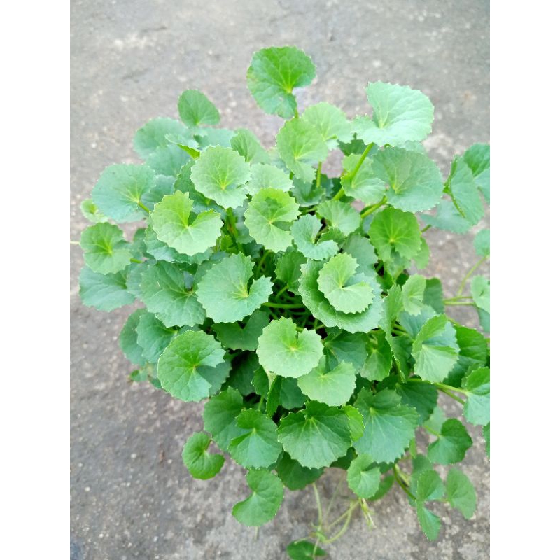 Pokok Ulam Pegaga Kampung/ Pokok Pegaga | Shopee Malaysia
