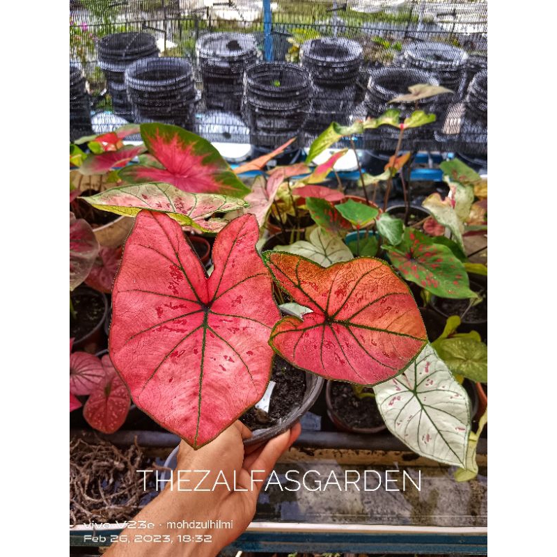 THEZALFASGARDEN - CALADIUM/POKOK KELADI - WONDERLAND | Shopee Malaysia