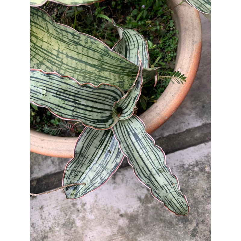 Pokok Lidah Jin - Jenis Cleopatra tanpa pasu bunga | Shopee Malaysia