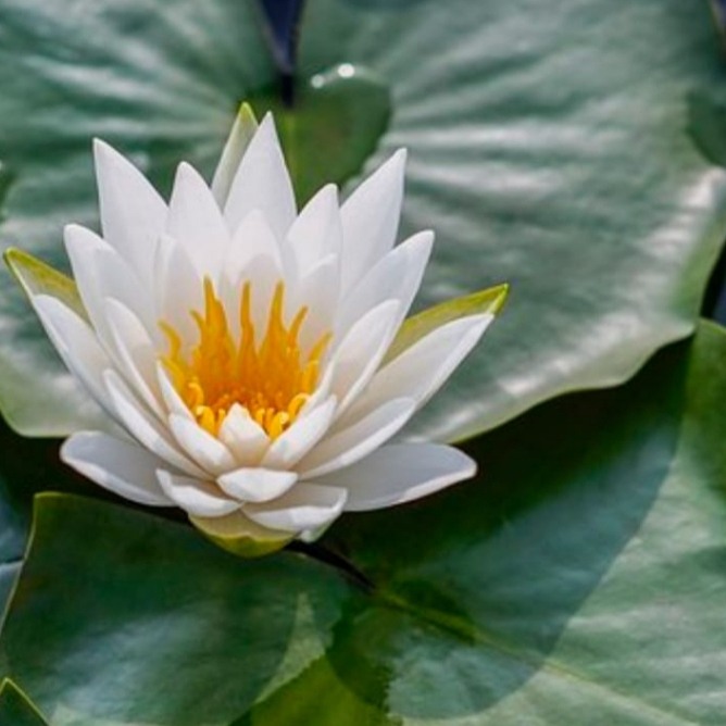 Biji Benih Bunga Teratai lotus Lily Water Air Plant Flower Seed White ...