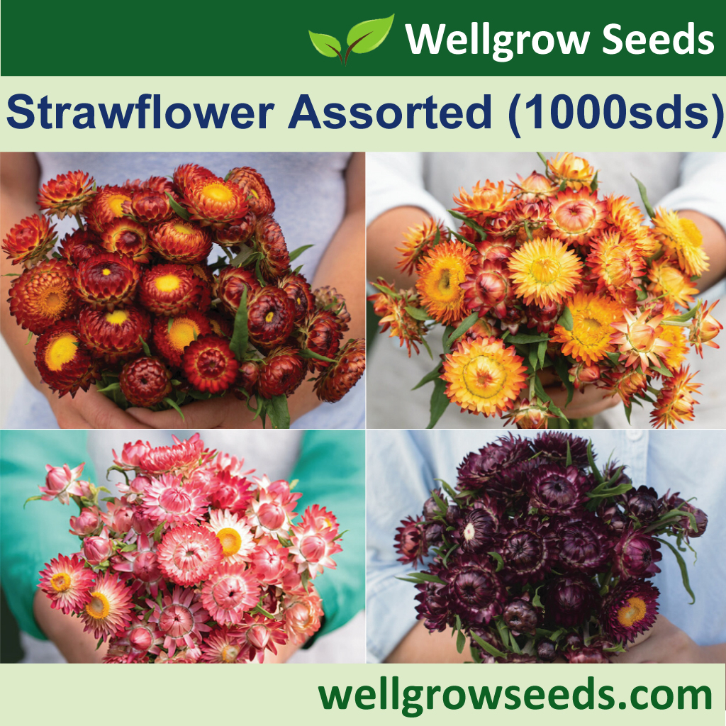 Strawflower Assorted (1000sds) 麦秆菊 Helichrysum / Everlasting Daisy ...