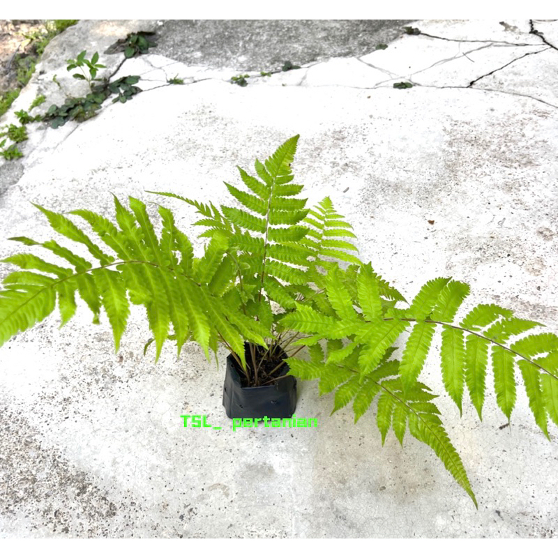 BUY 3 FREE 1 Pokok Paku Pakis 3 / Pokok Hiasan Paku Pakis / Adiantum ...