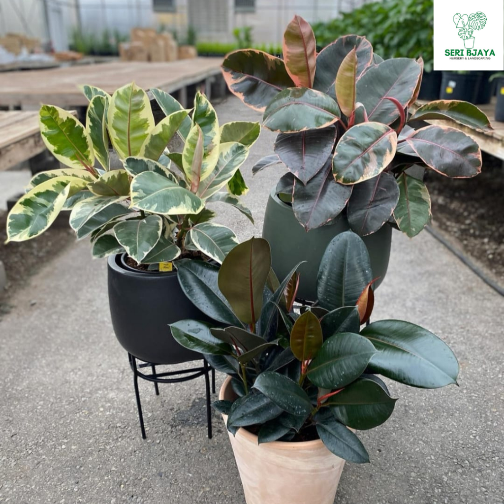 Ficus Elastica Red Ruby 3 stems 红关公/Shivereana/ Black Burgundy 3 stems ...