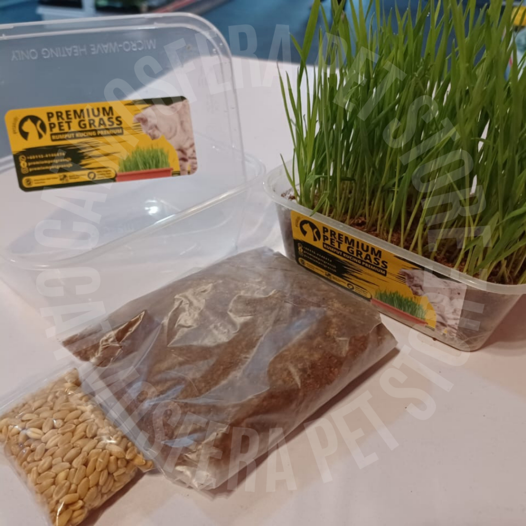 SET RUMPUT KUCING DIY (CAT GRASS DIY SET) | Shopee Malaysia