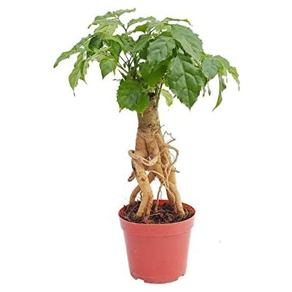 serpent tree ^ pokok hidup hiasan rumah live indoor house bonsai kebun ...