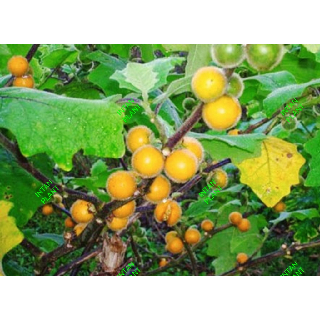 ANAK POKOK TERUNG ASAM / TERUNG BULU / DAYAK / 拉仔茄树 / SOUR BRINJAL ...