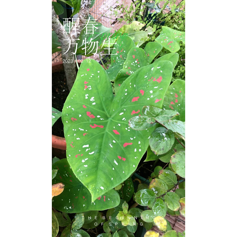 【Real Live Plant】 Caladium Bicolor Florida Clown Plant 五彩芋 卡拉双色小丑 植物 叶子 ...
