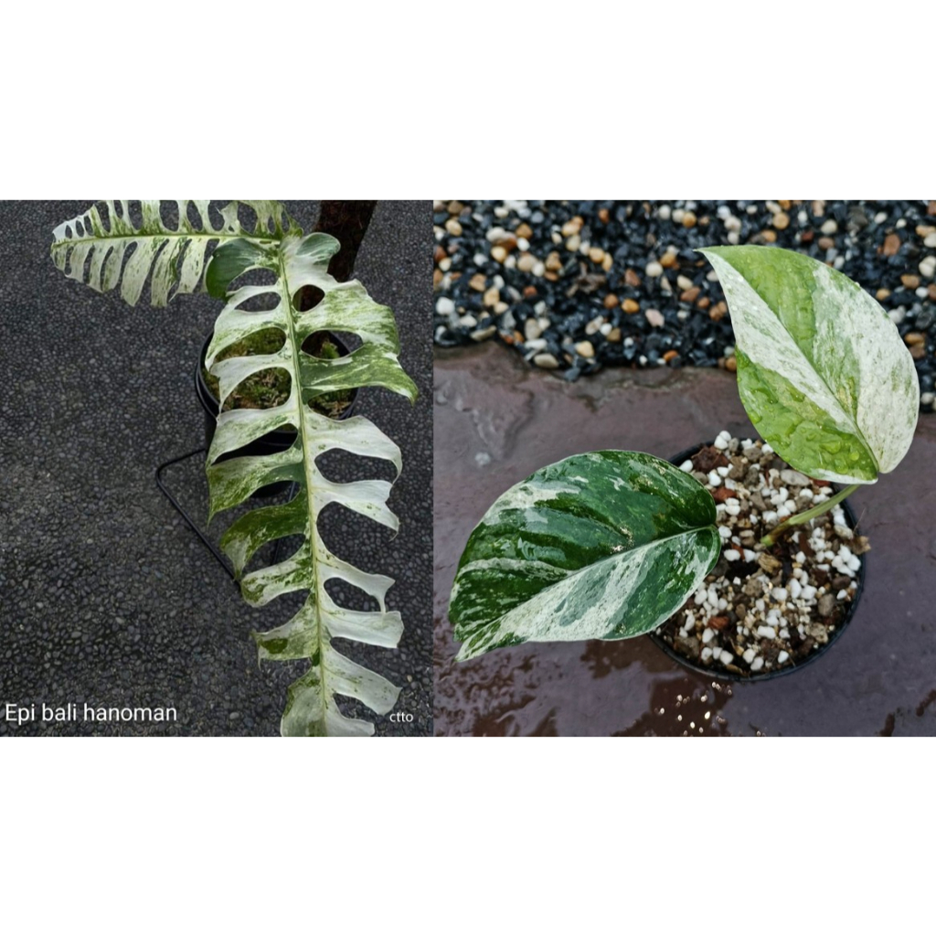 RARE Epipremnum Bali hanuman Var Live Plant Pokok Hidup | Shopee Malaysia