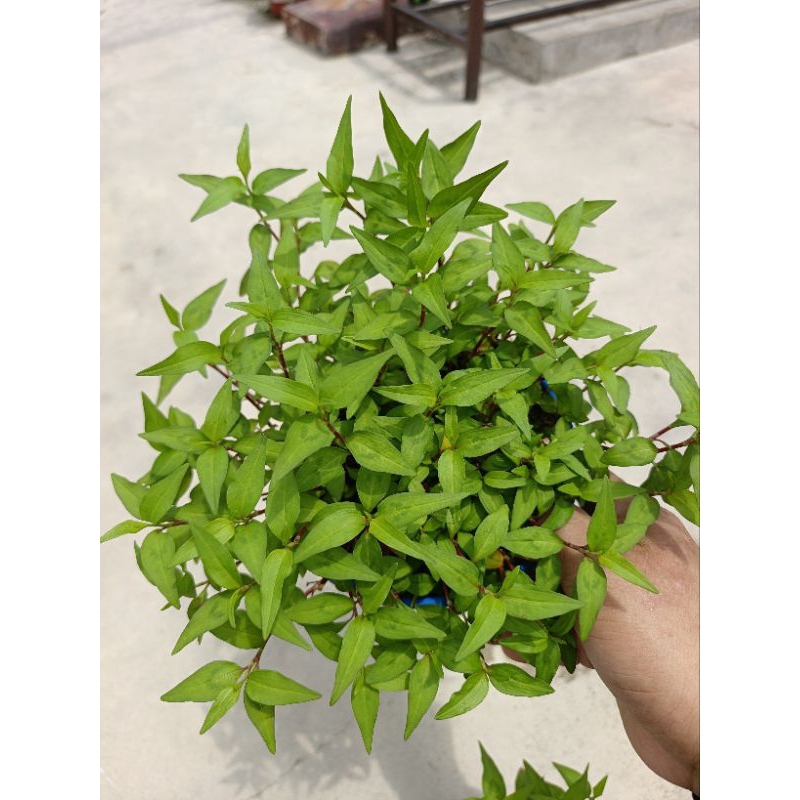 Happi GO 1Pot Herbs Daun Laksa / Daun Kesum (Live Plant) | Shopee Malaysia