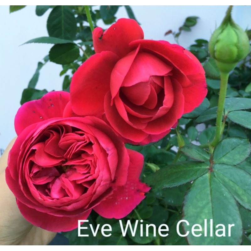 pokok ros ID saiz besar tahan panas, ros siam, ros kampung, English ...