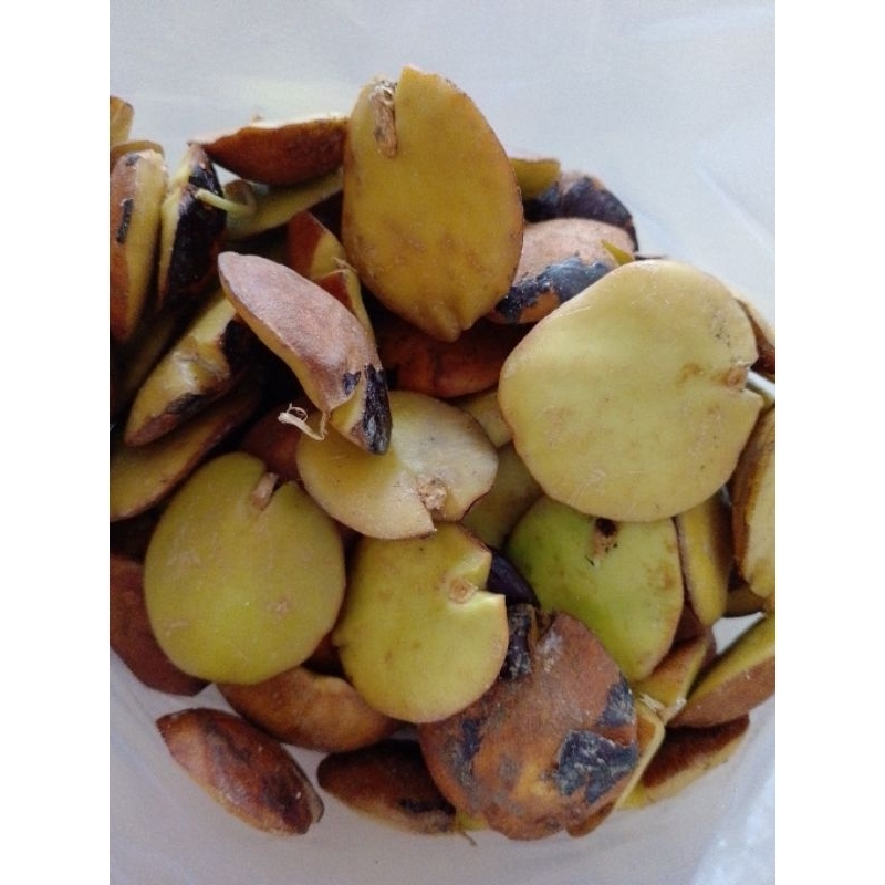 JERING RELUNG /jering cambah / jerig semai / jering tanam | Shopee Malaysia