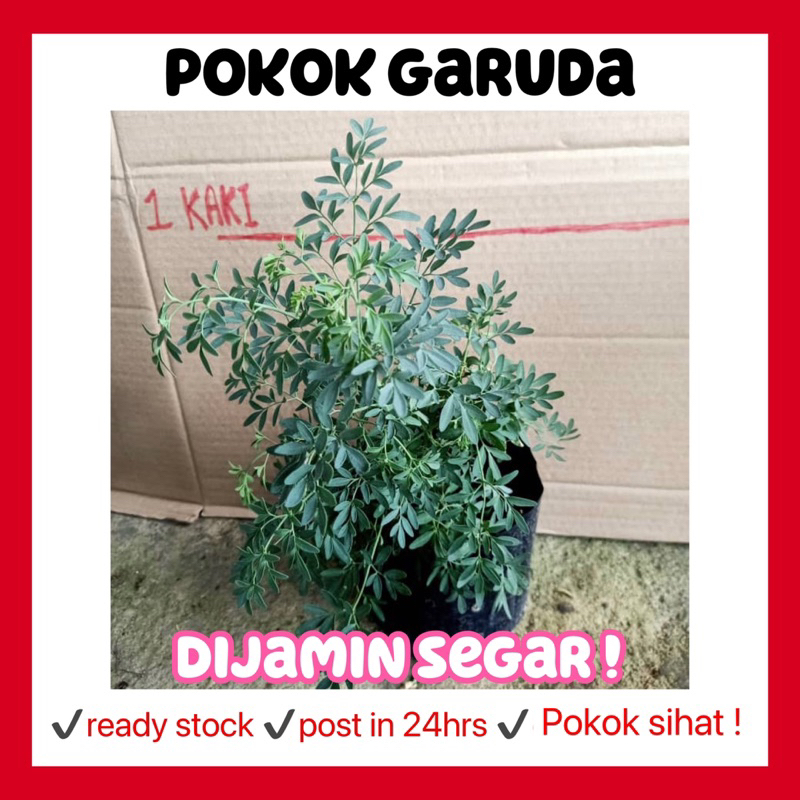 rina • pokok garuda • herbs ruta graveolens daun busuk halau herba live ...