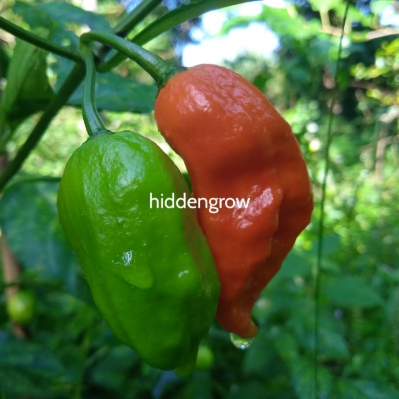 Anak pokok cili Ghost Devil Pepper (Bhut Jolokia/ Naga Morich/ Red Naga ...