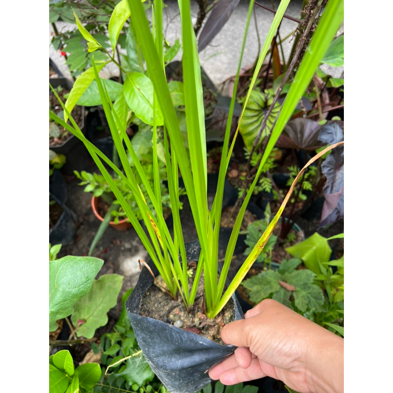 Jerangau dengan isi / Pokok Ubat / Halau Hantu | Shopee Malaysia