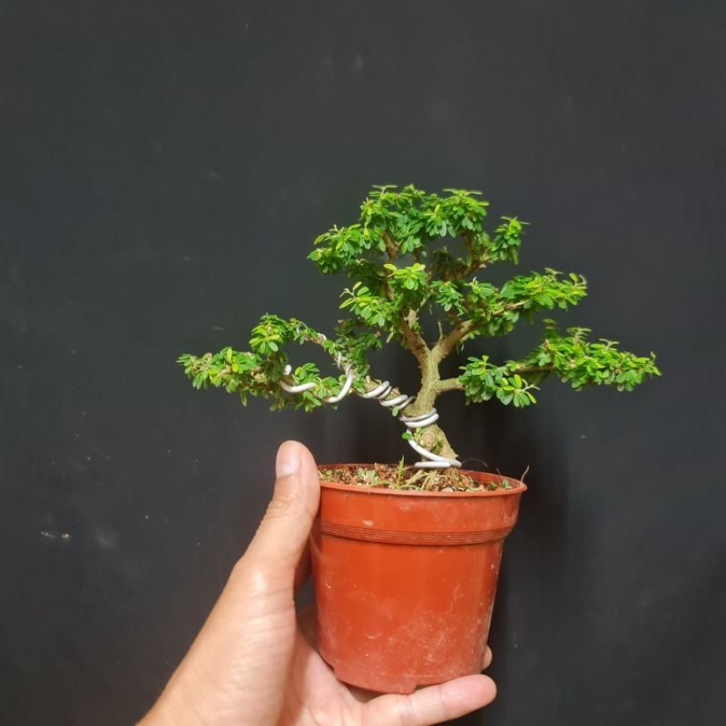 bonsai bluebell micro for beginner | Shopee Malaysia
