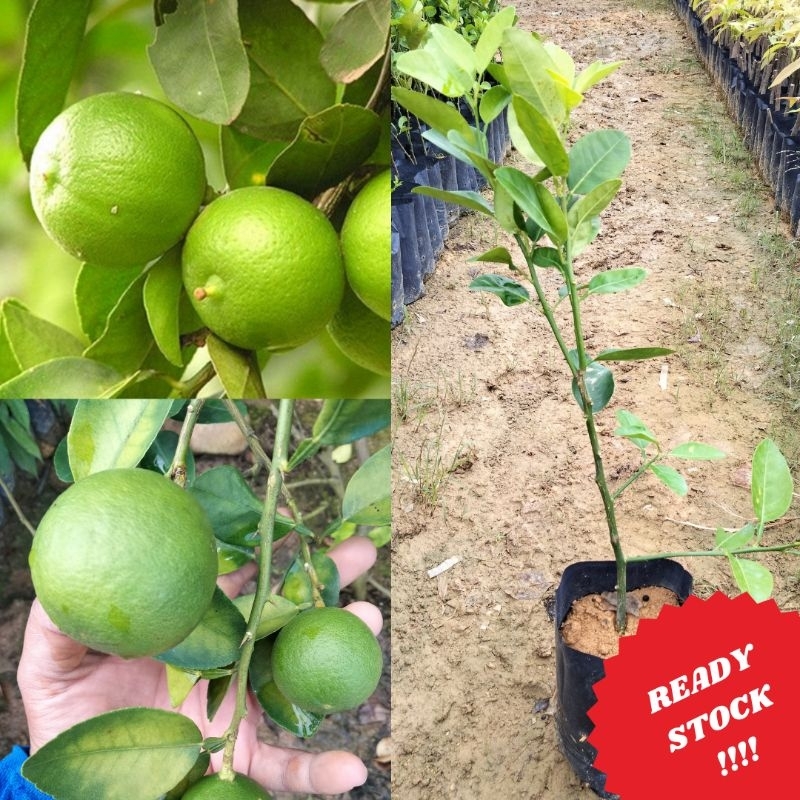 [READY STOCK] Garden Anak Pokok Limau Nipis Hybrid Original Tut Berbiji ...
